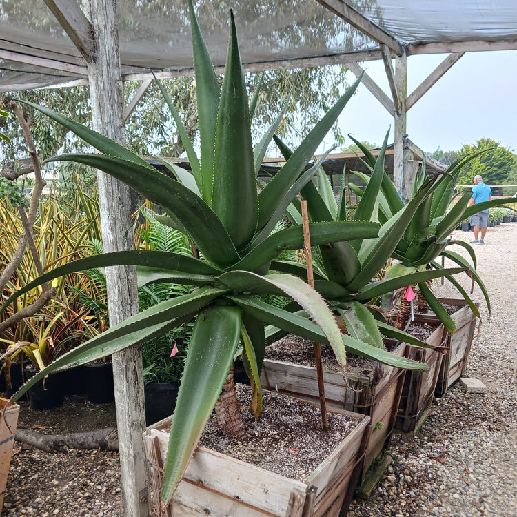 15 Tree Aloes That Add Structure to the Dry Garden – dryoasisplants