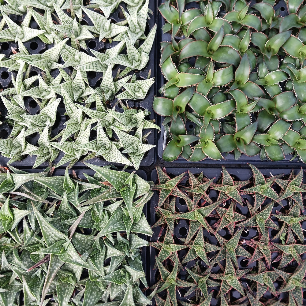 What's new at the Dry Oasis Nursery – dryoasisplants