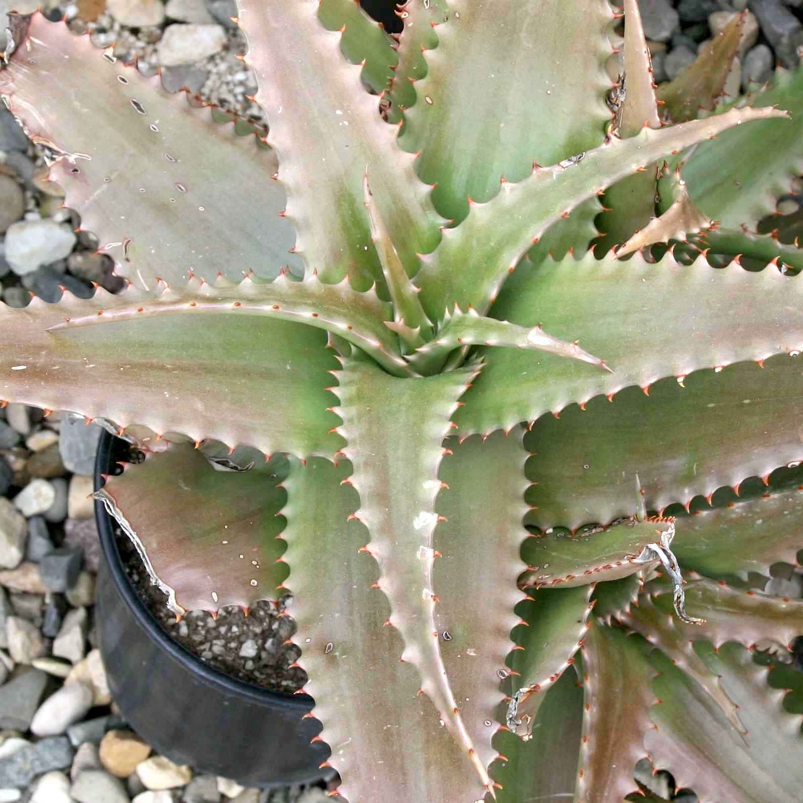 Aloes of Uganda – dryoasisplants