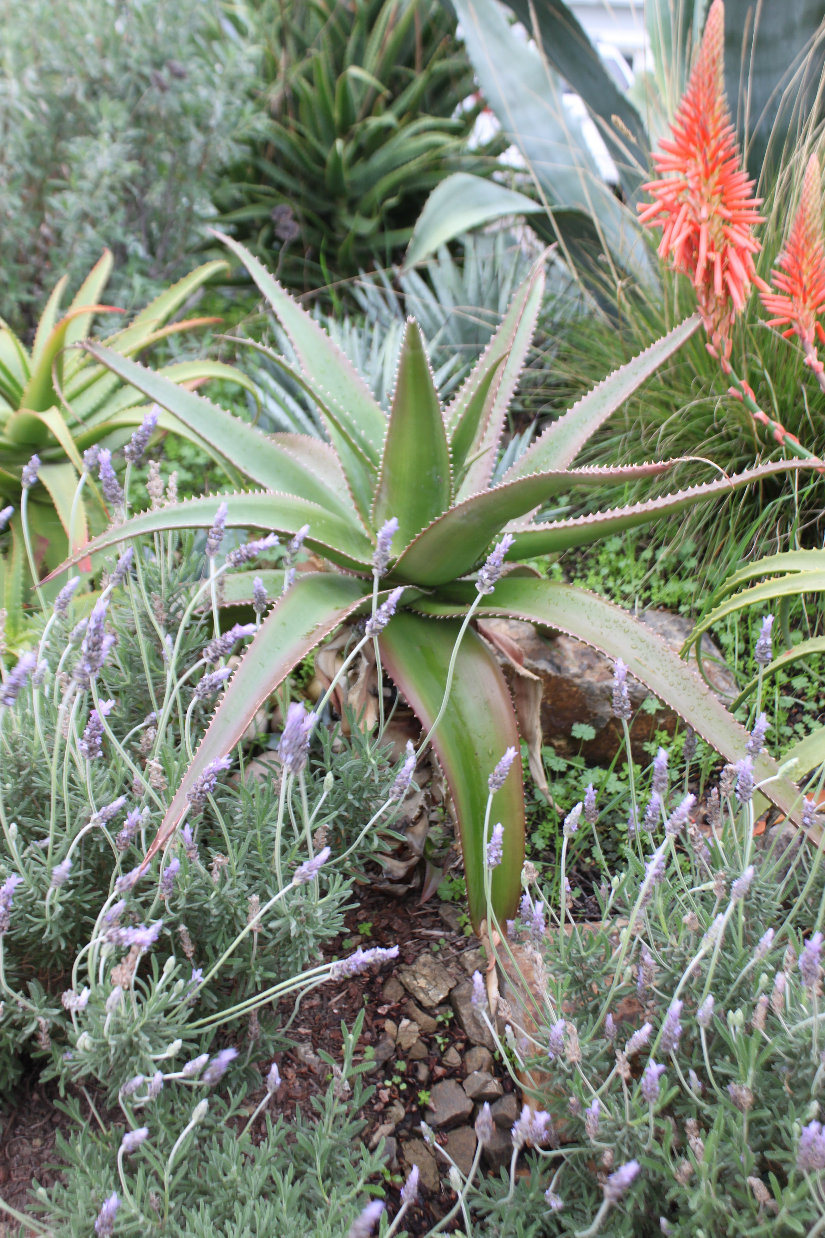 Types of Aloes for the Garden – dryoasisplants