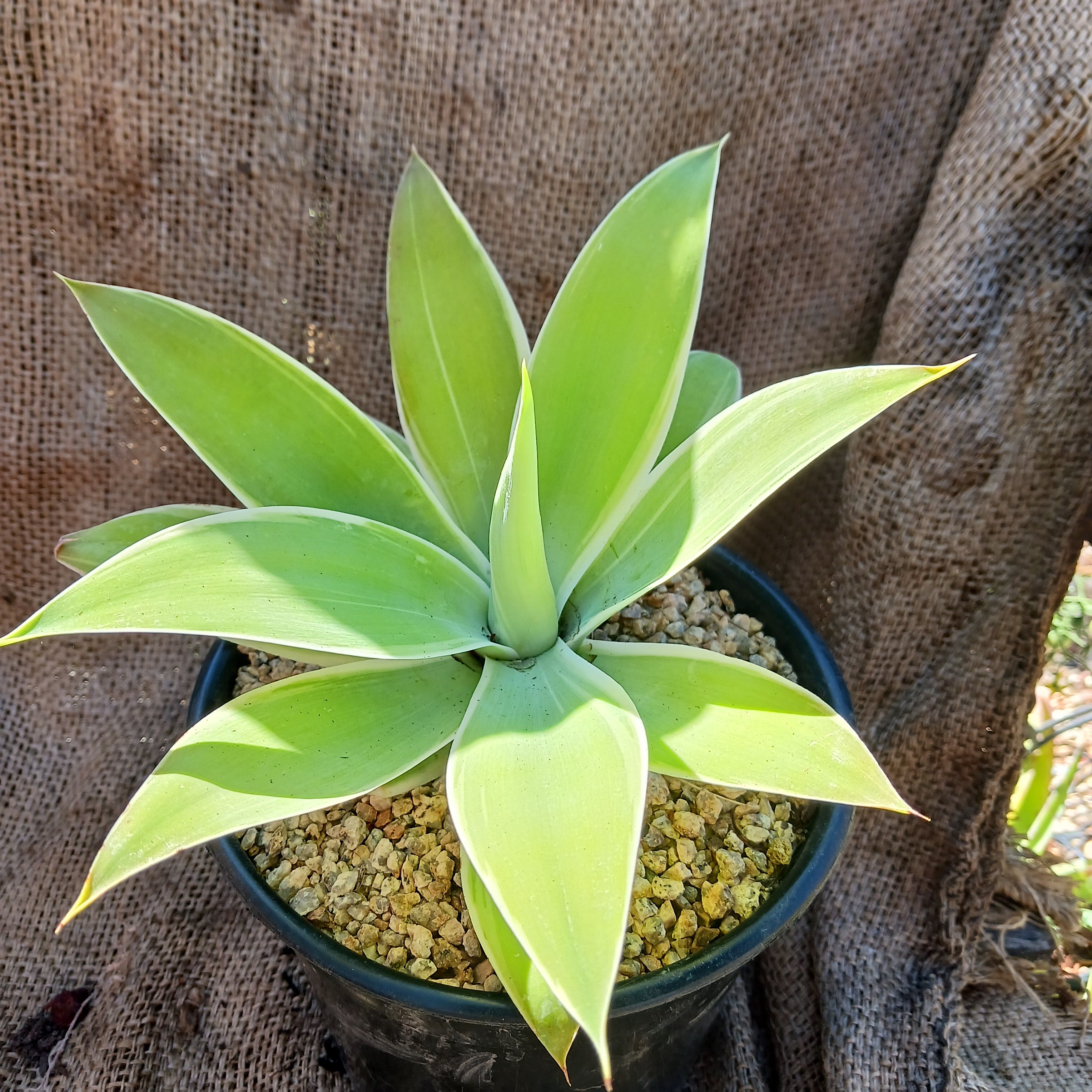 Spineless Agaves – dryoasisplants
