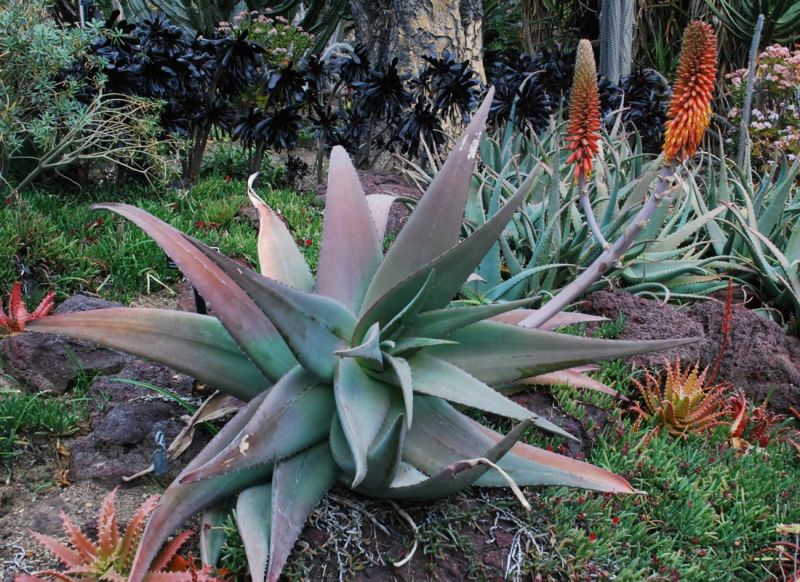 Aloes from the Arabian Penninsula – dryoasisplants