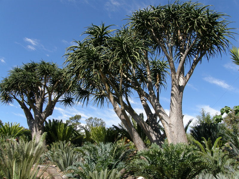 Best Tree Aloes for your garden – dryoasisplants