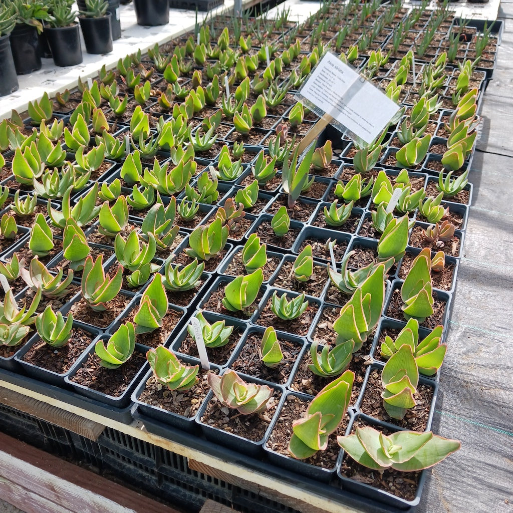 Sale Items – dryoasisplants