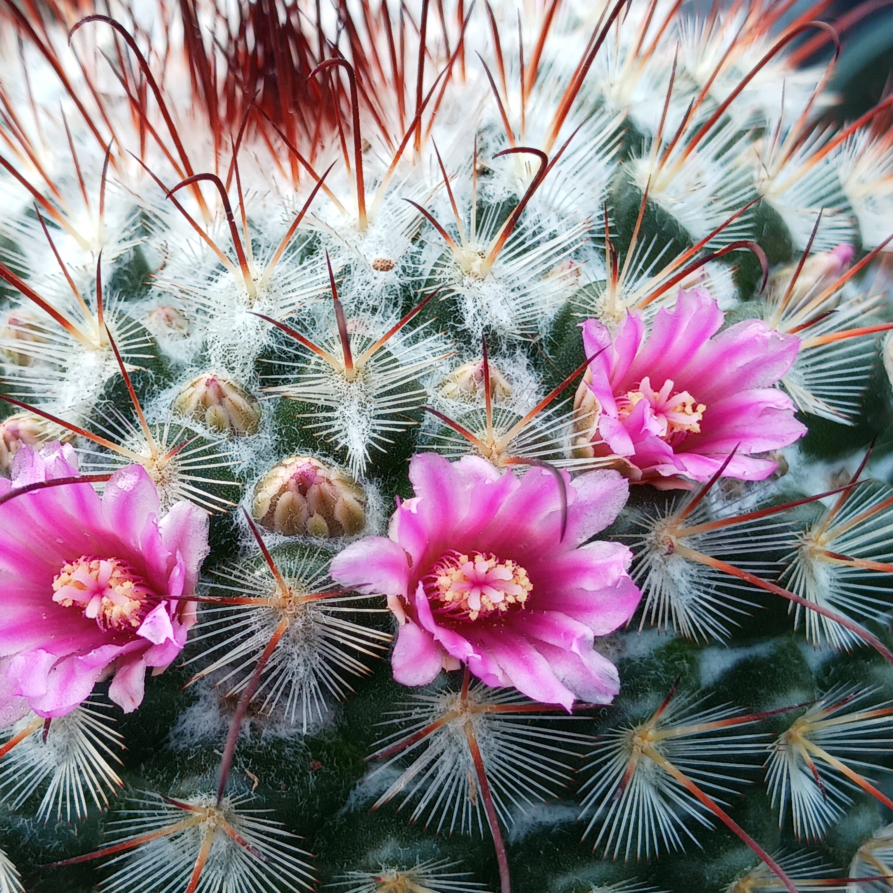 Cactus for Sale – dryoasisplants