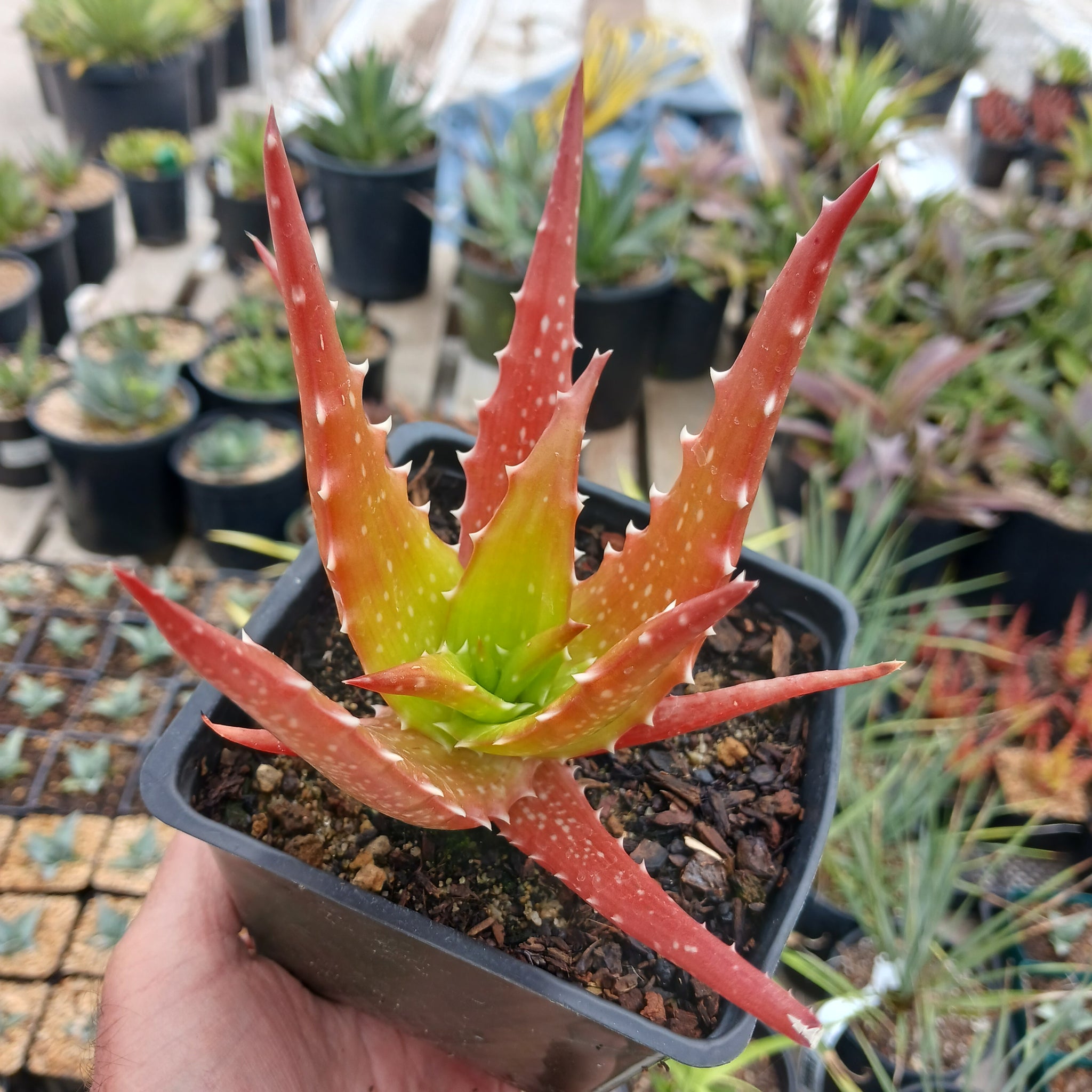 Aloe dorothea "Crimson" - 4in – dryoasisplants