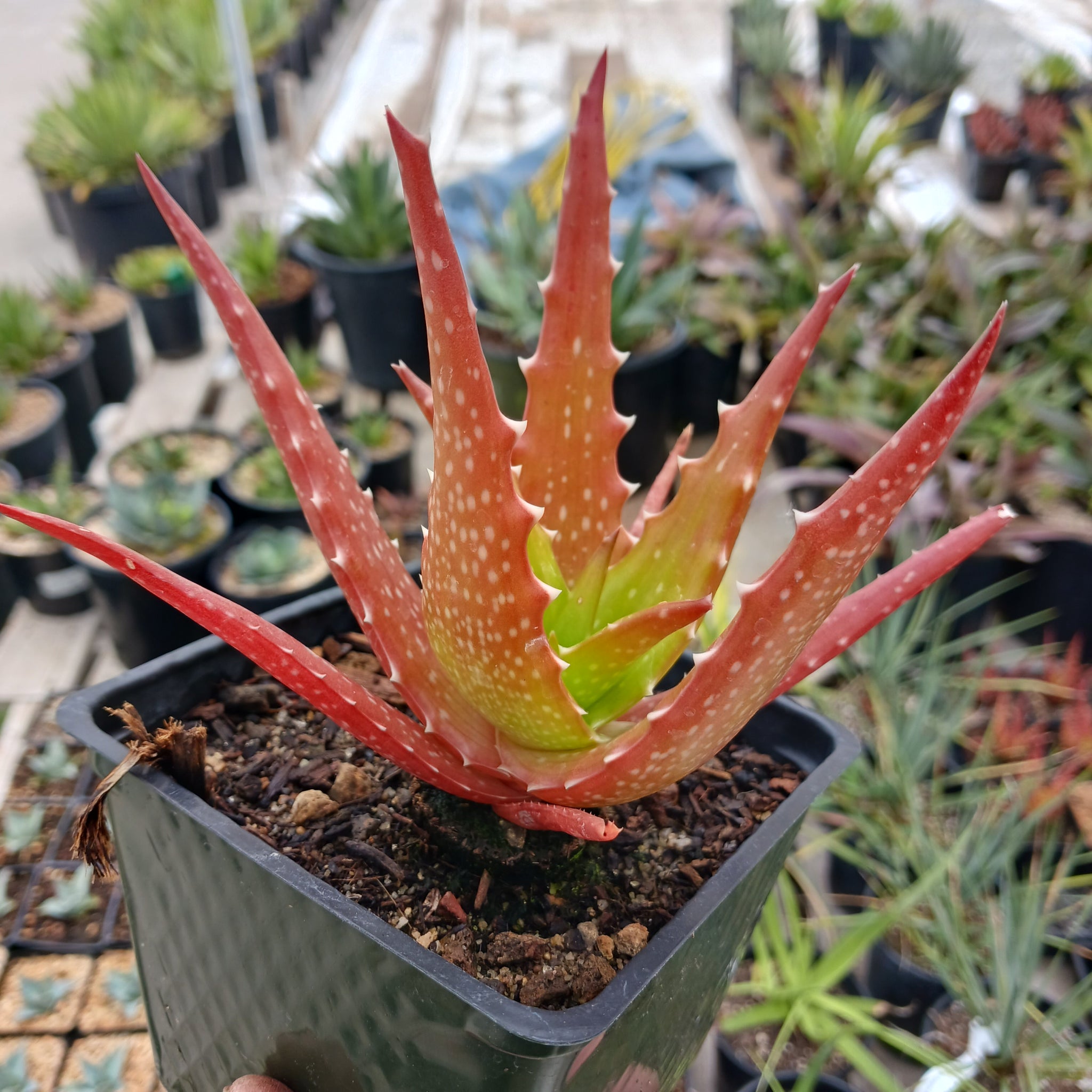 Aloe dorothea "Crimson" - 4in – dryoasisplants