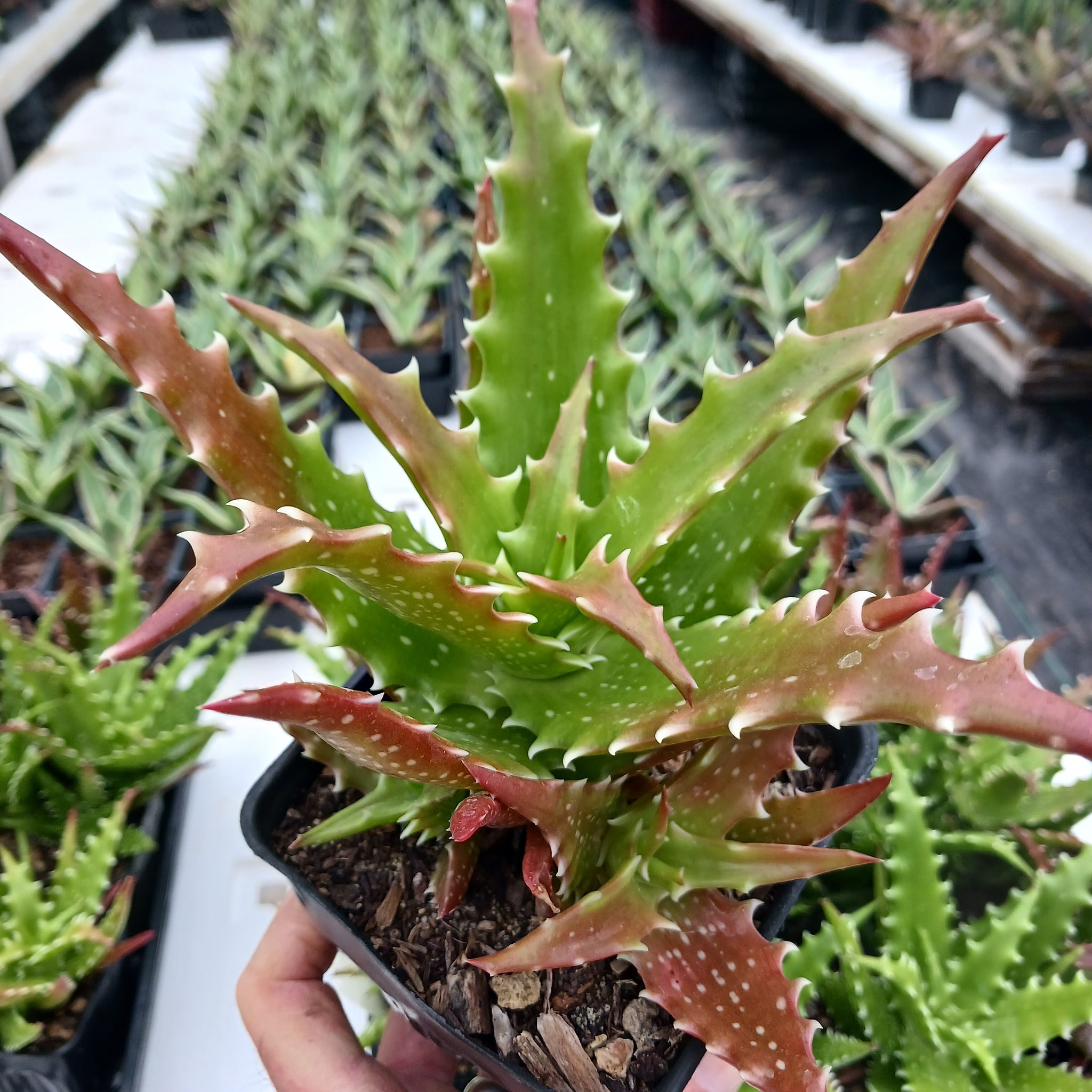 Aloe dorothea "Crimson" - 4in – dryoasisplants