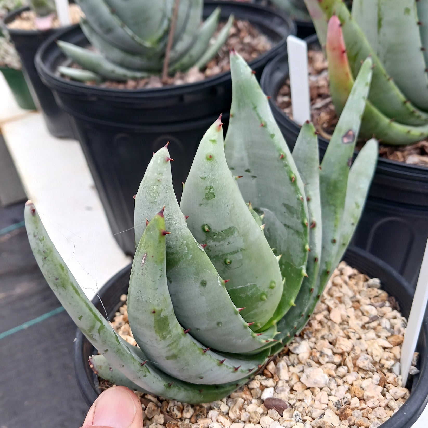Aloe petricola - 1ga – dryoasisplants