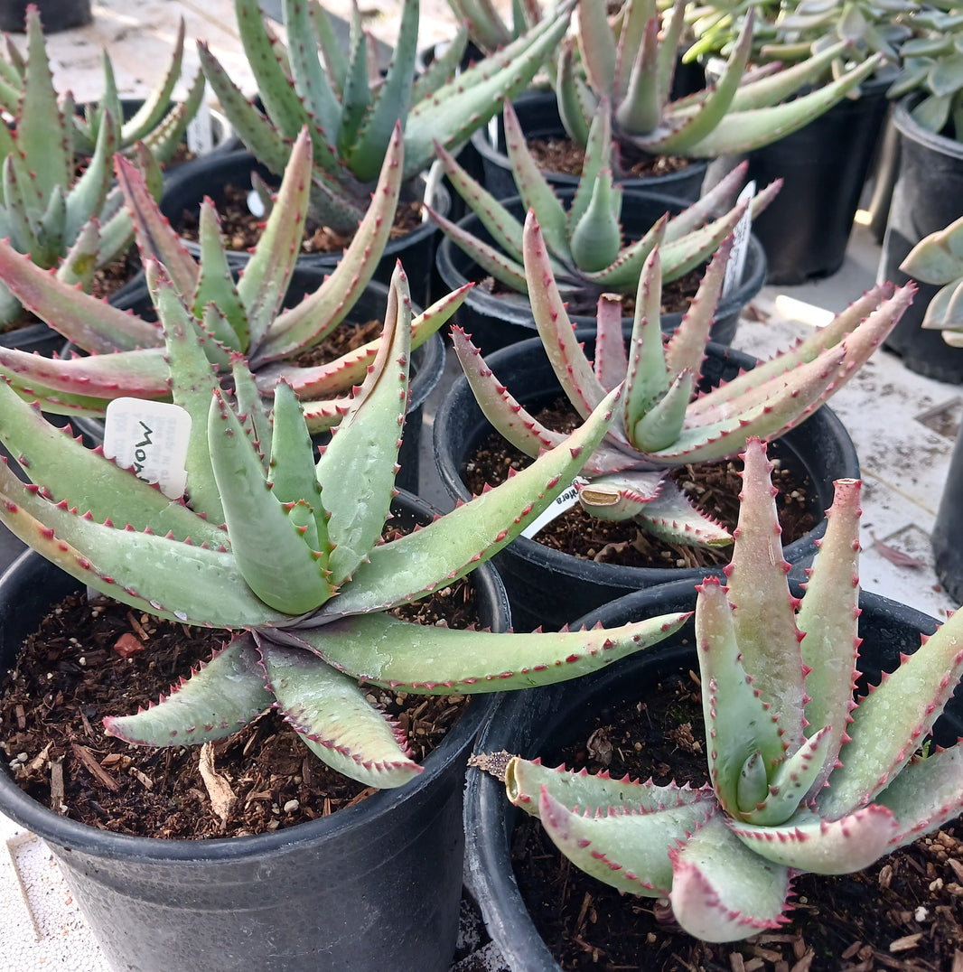 Waterwise plants for your dry garden – dryoasisplants