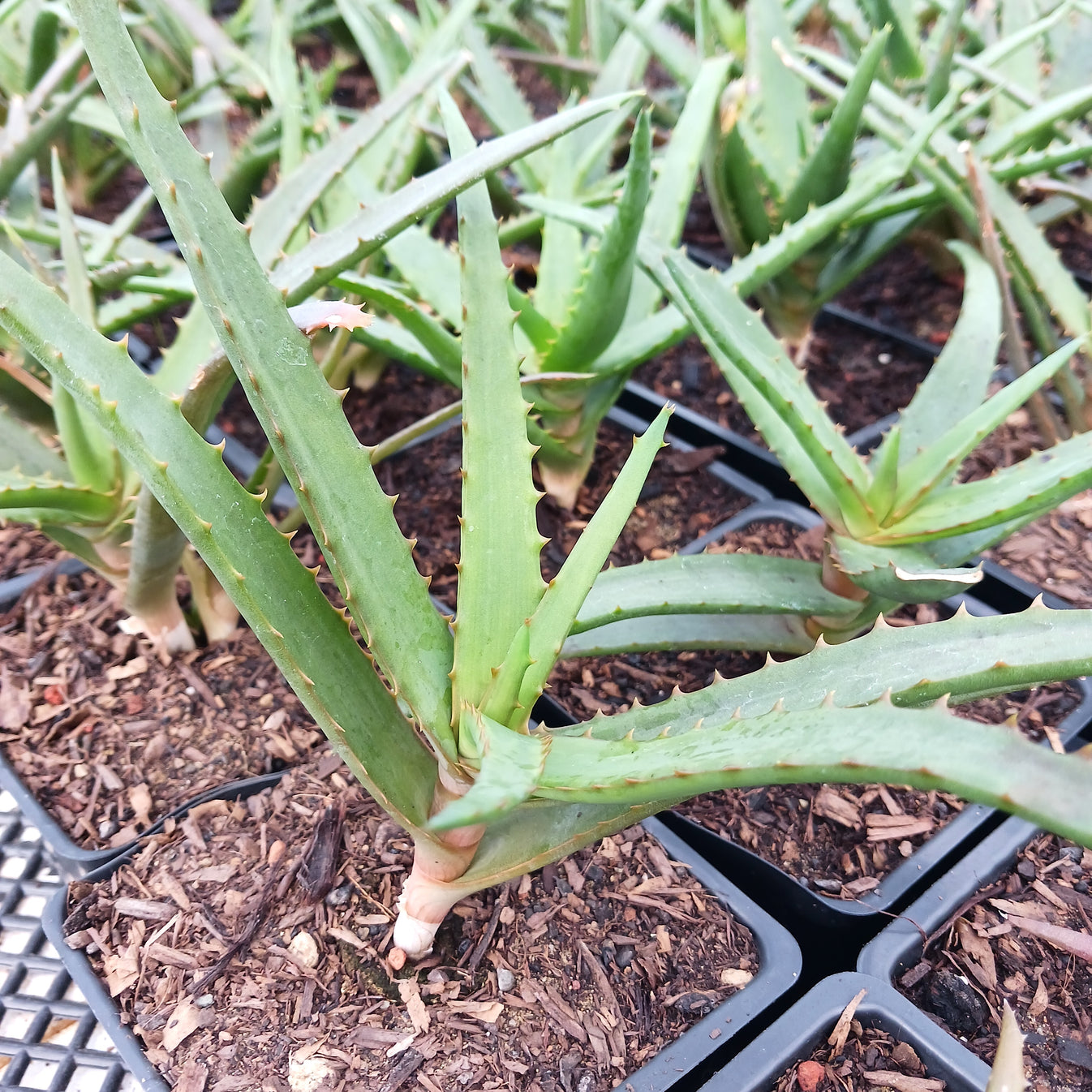 Aloe Safari Orange - plug – dryoasisplants