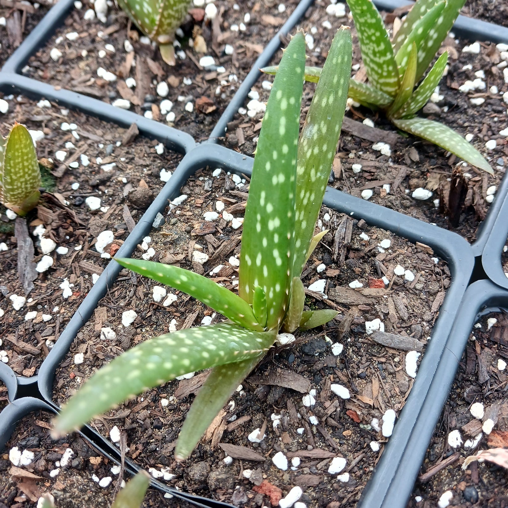 Aloe rooikappie - plug – dryoasisplants