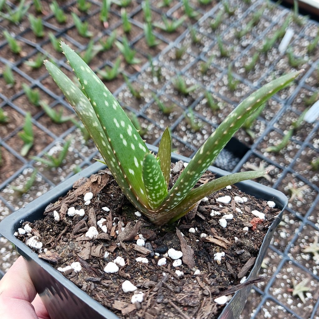Aloe rooikappie - plug – dryoasisplants