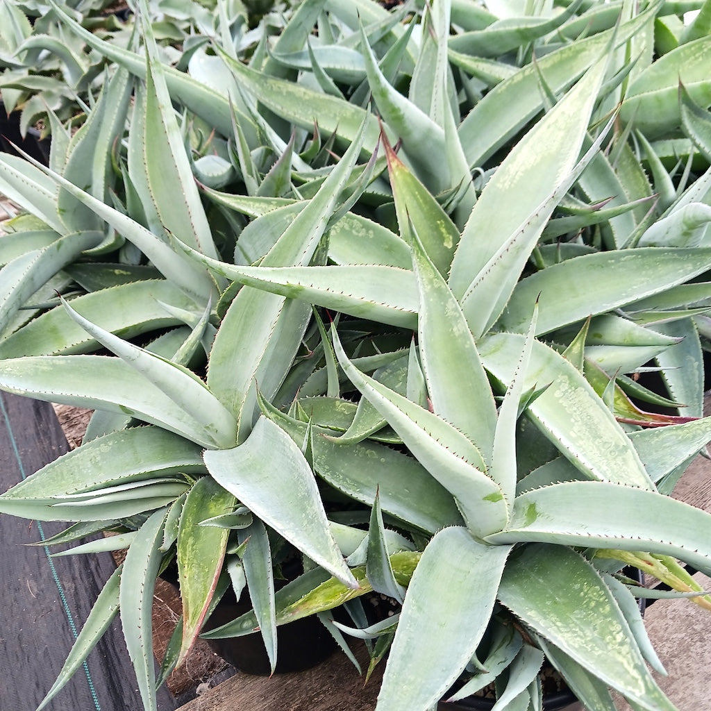 Agave guiengola "Platinum" - 2ga – dryoasisplants