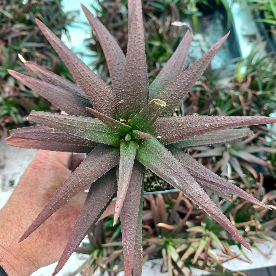Aloes, Agave, Cacti and more for your garden – dryoasisplants