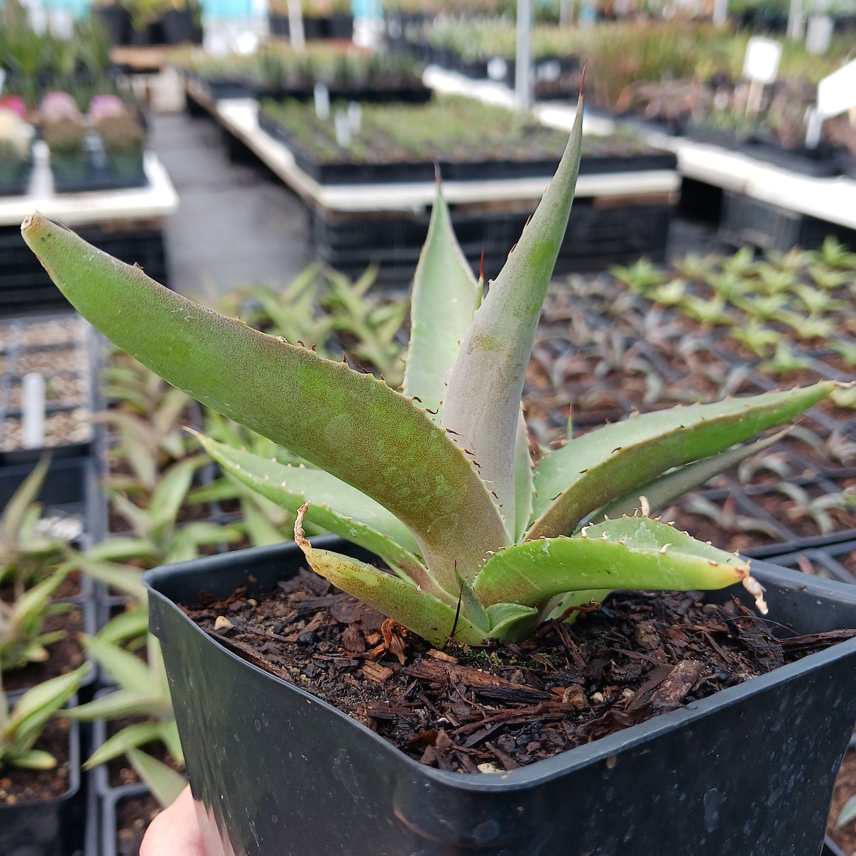 Agave guiengola "Platinum" - 4in – dryoasisplants