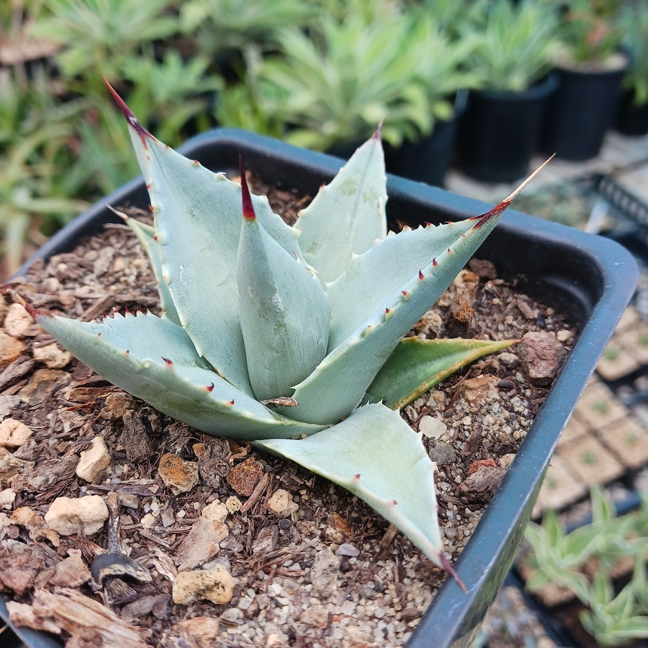 Agaves – dryoasisplants