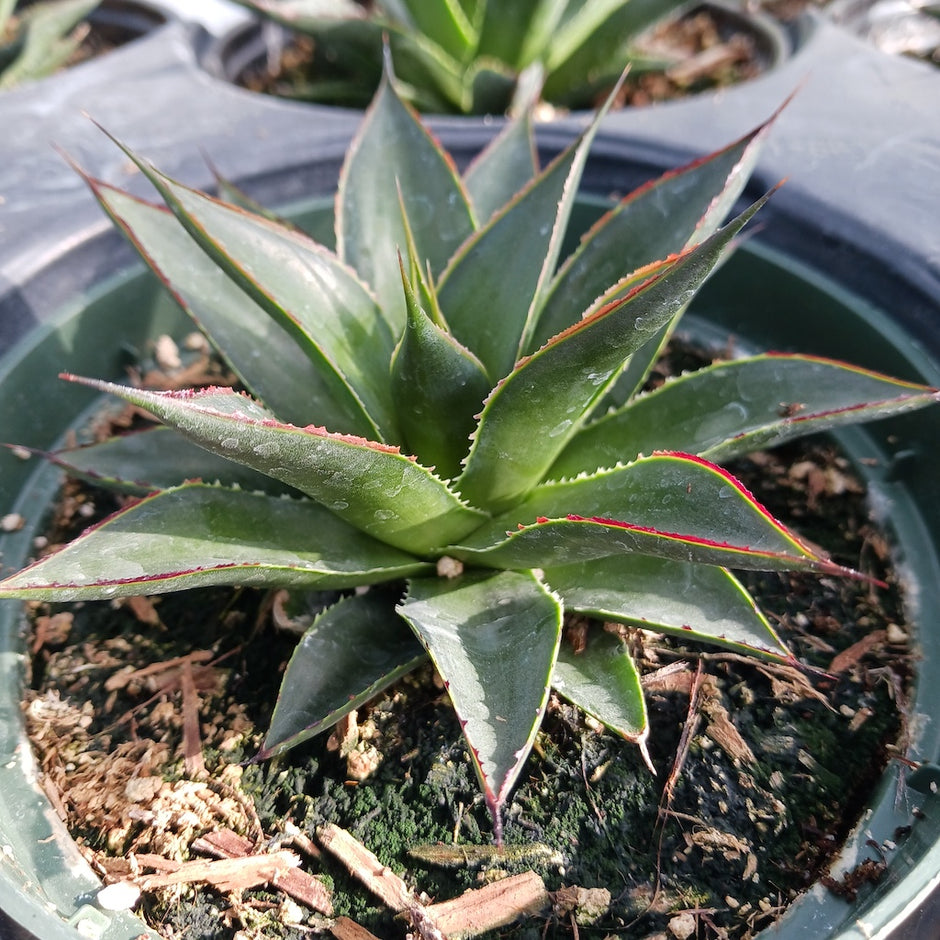 Aloes, Agave, Cacti and more for your garden – dryoasisplants