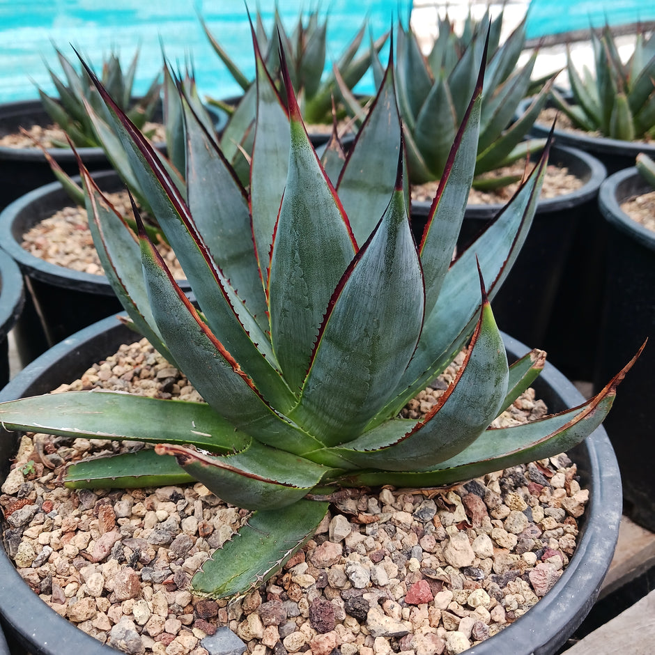 Agaves – dryoasisplants