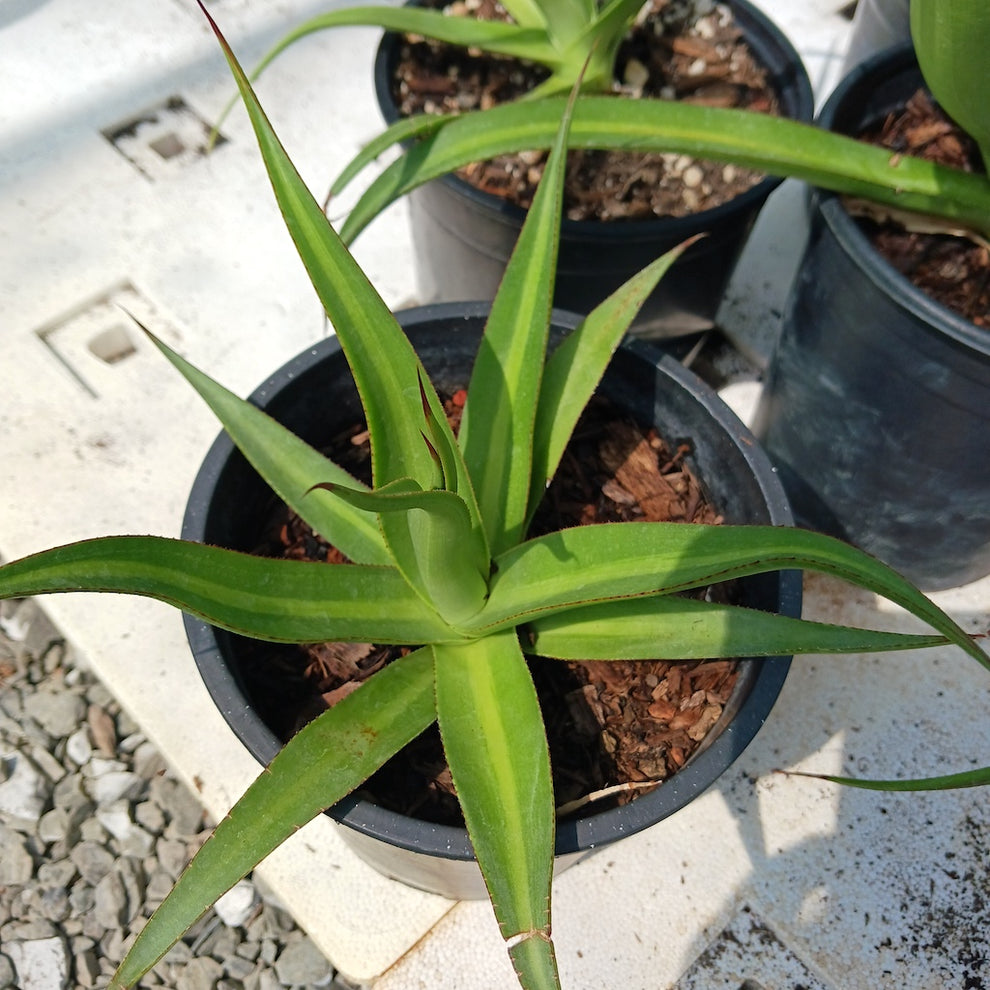 Agave bracteosa "Mateo" - 1ga – dryoasisplants