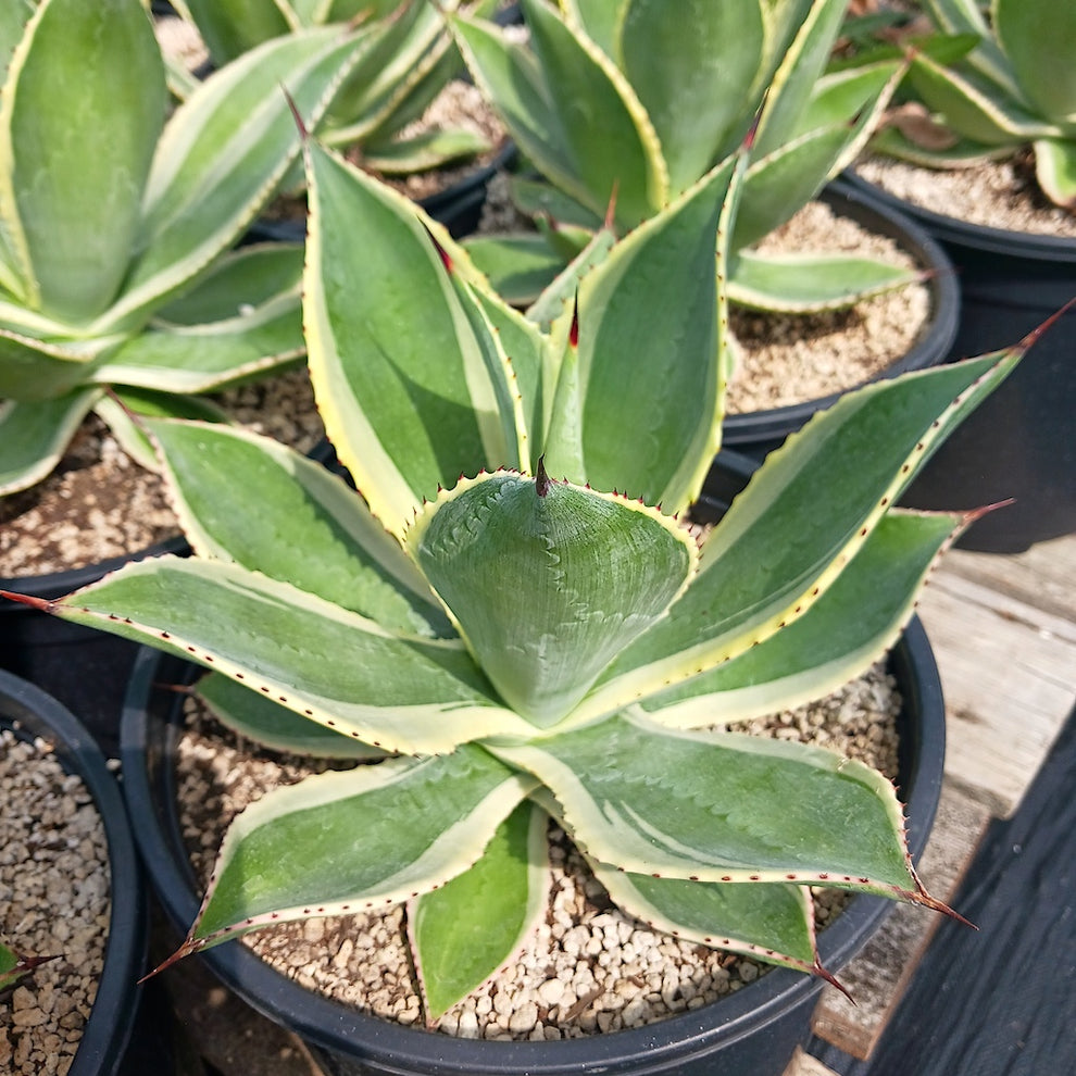 Agave celsii "Multicolor" - 3ga – dryoasisplants