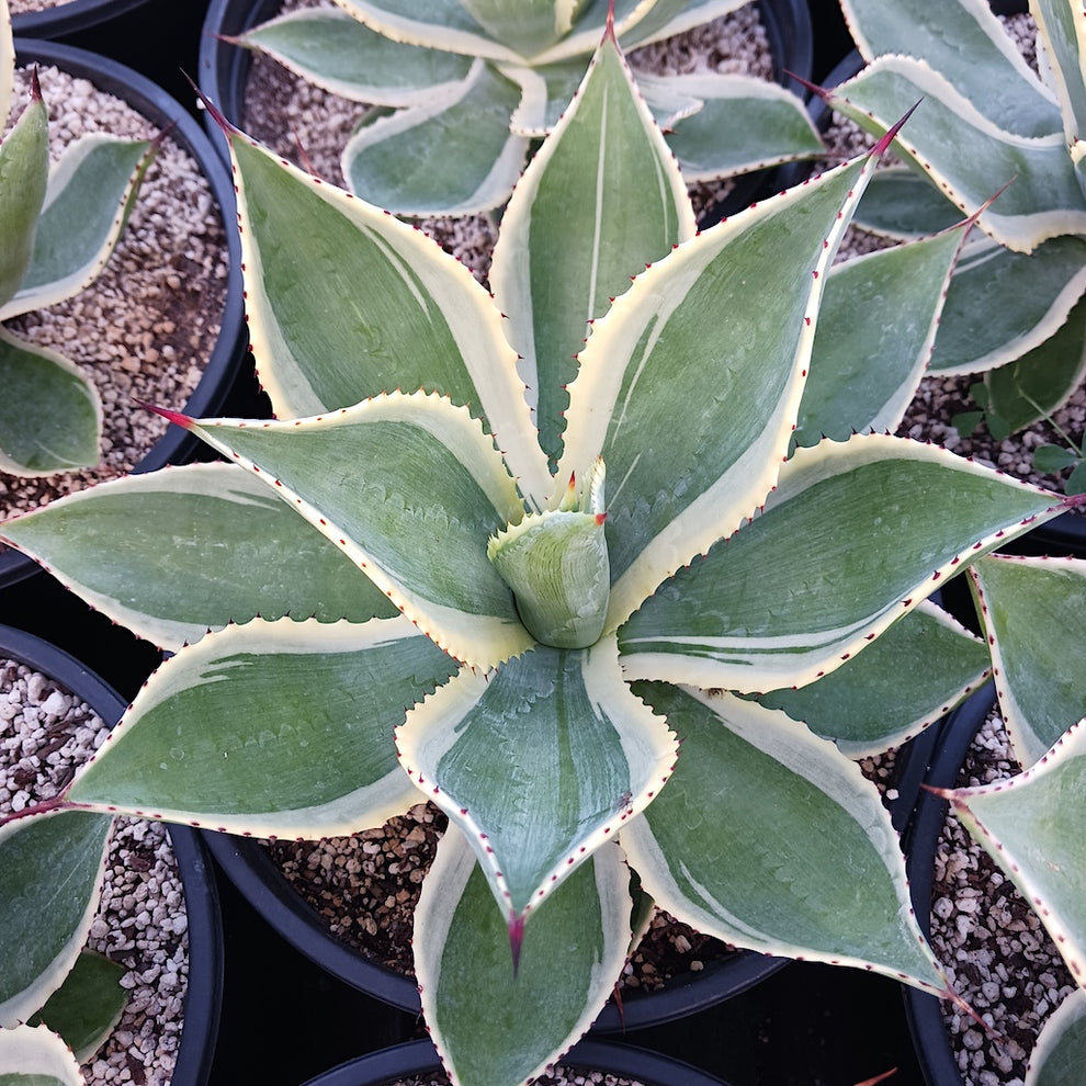 Agave celsii "Multicolor" - 3ga – dryoasisplants