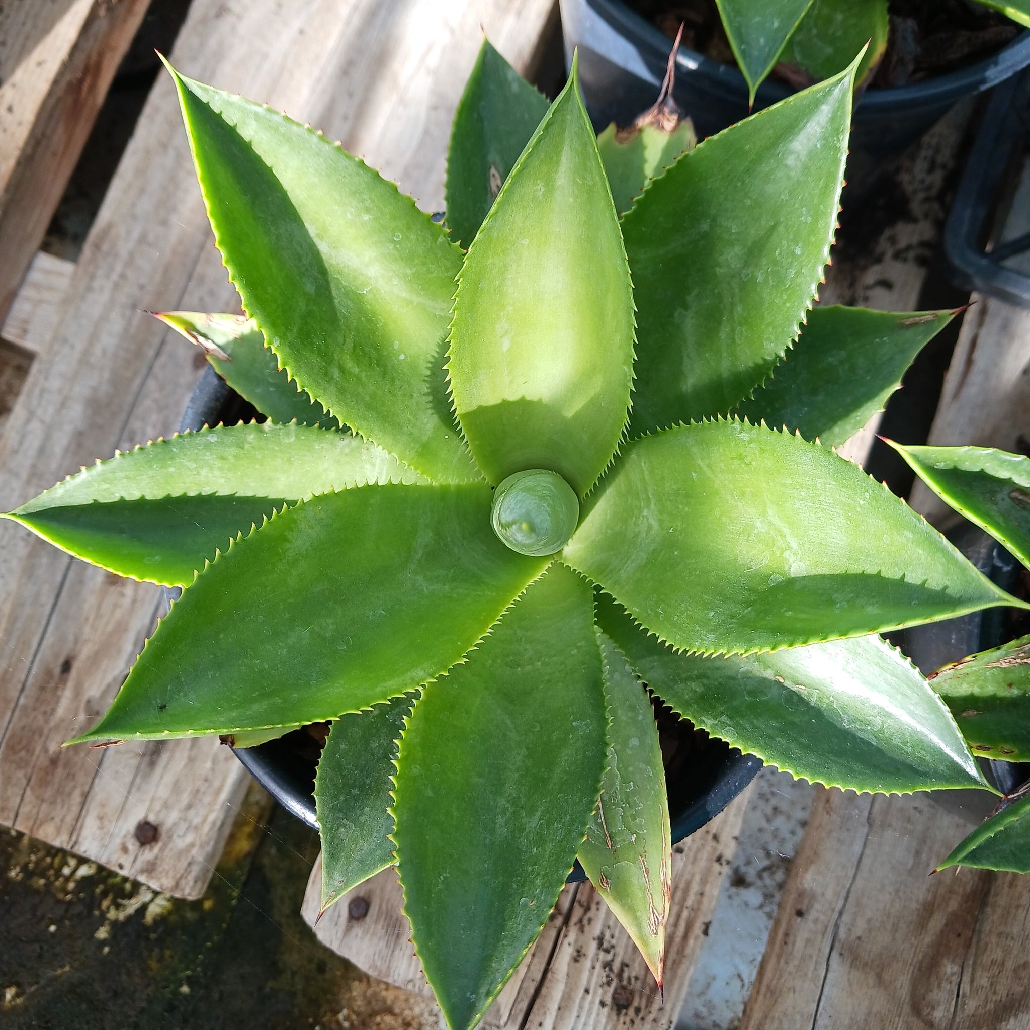 Agave chiapensis - 1ga – dryoasisplants