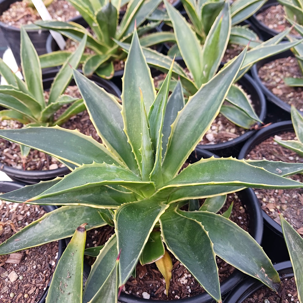 Agave desmetiana variegated - 1ga – dryoasisplants