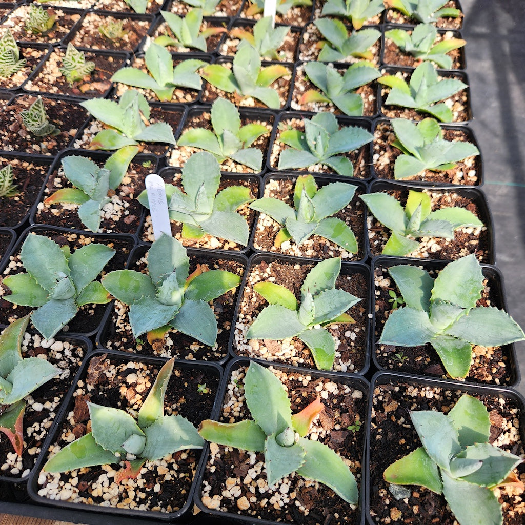 Aloes, Agave, Cacti and more for your garden – dryoasisplants