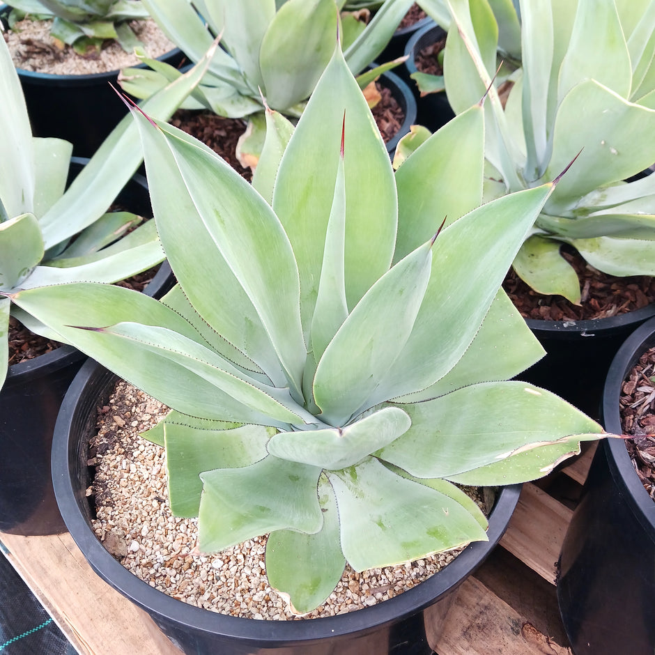 Spineless Agaves – dryoasisplants