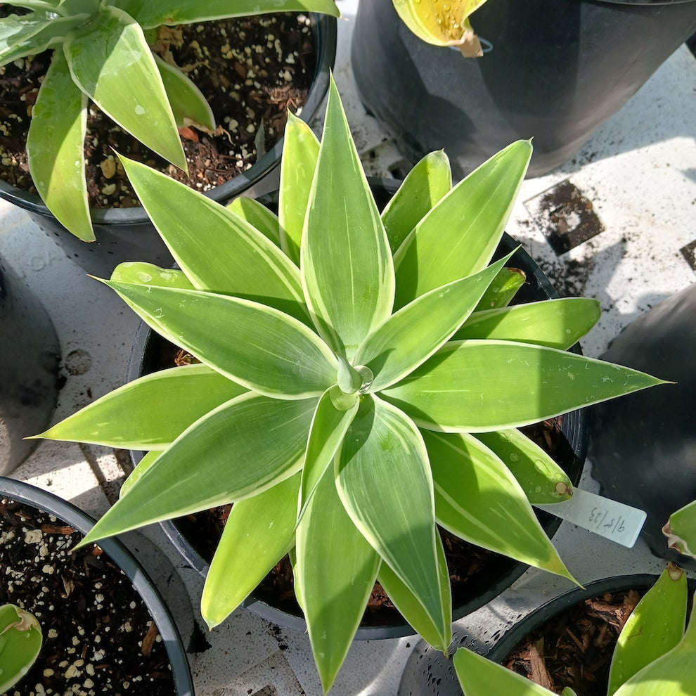 Agave attenuata "Ray of Light" - 2ga – dryoasisplants