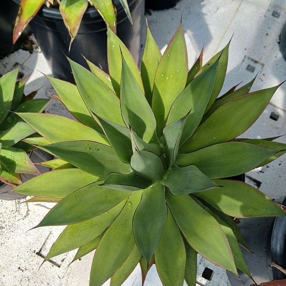 Agave "Red Margin" - 3ga – dryoasisplants