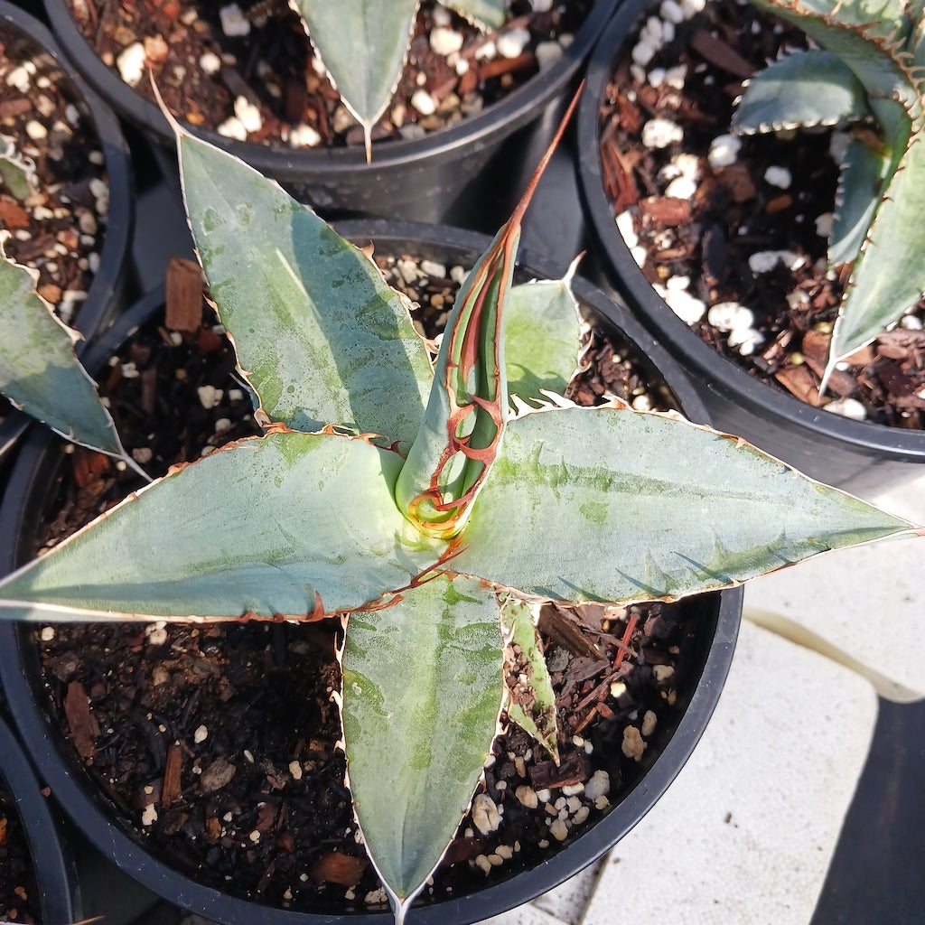 Agave xylonacantha - 1ga – dryoasisplants