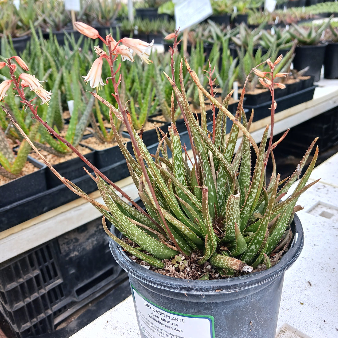 Aloe albiflora - 1ga – dryoasisplants