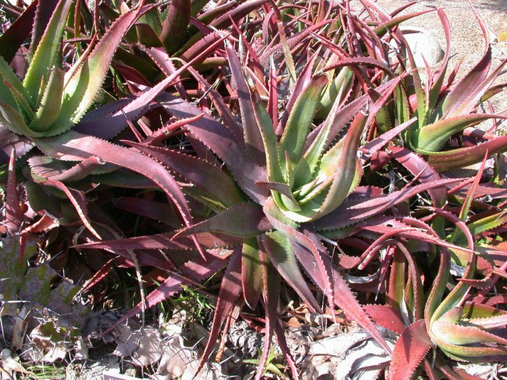 Aloe classenii - 4in – dryoasisplants