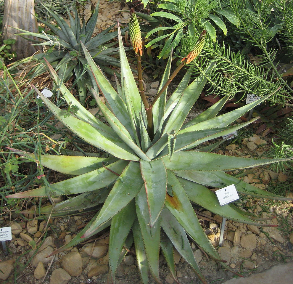 Aloe reitzii - 4in – dryoasisplants