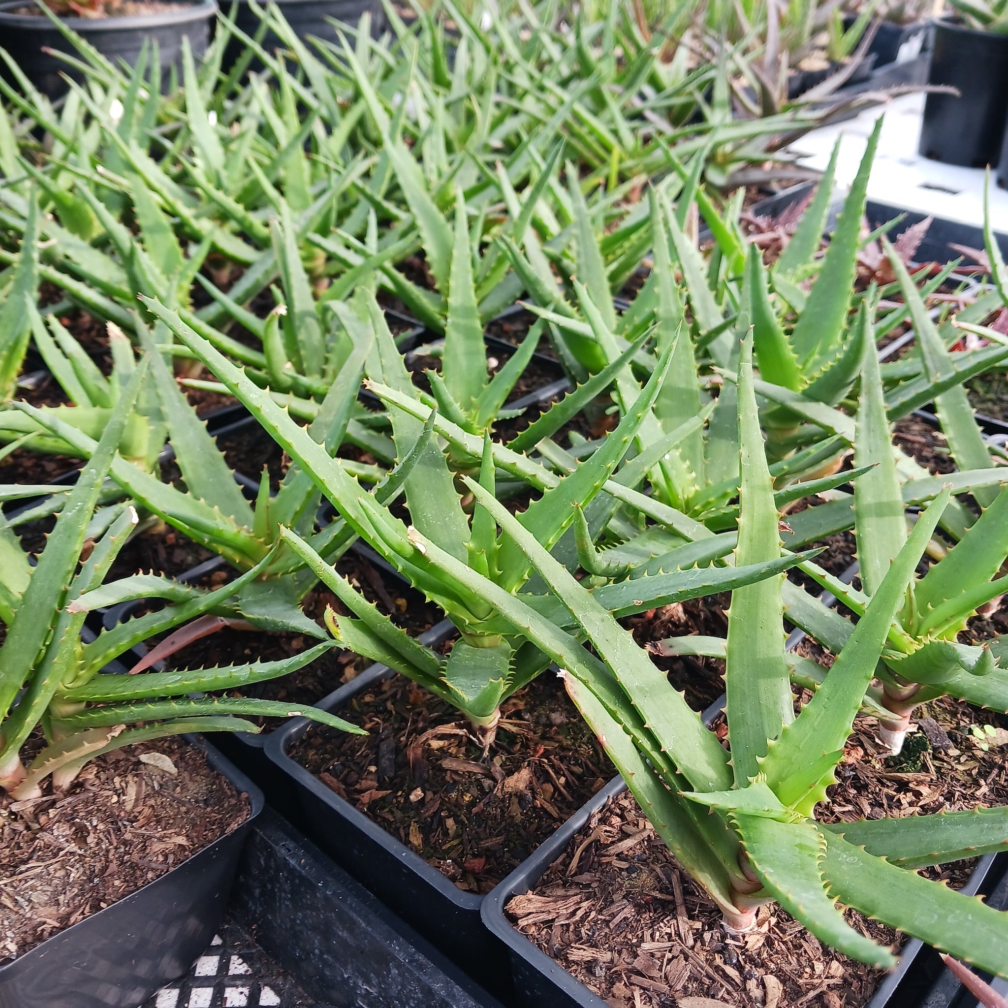 Aloe Safari Orange - 4in – dryoasisplants