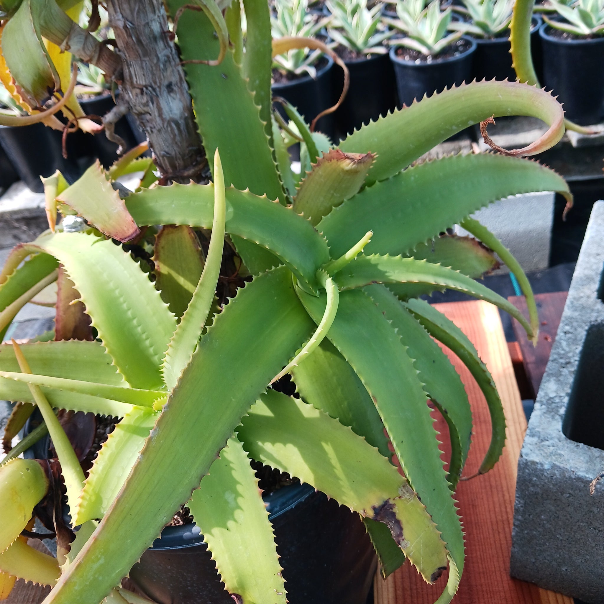 Aloe "Yemeni Gold" - cutting – dryoasisplants