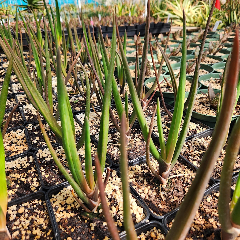 Aloes, Agave, Cacti and more for your garden – dryoasisplants