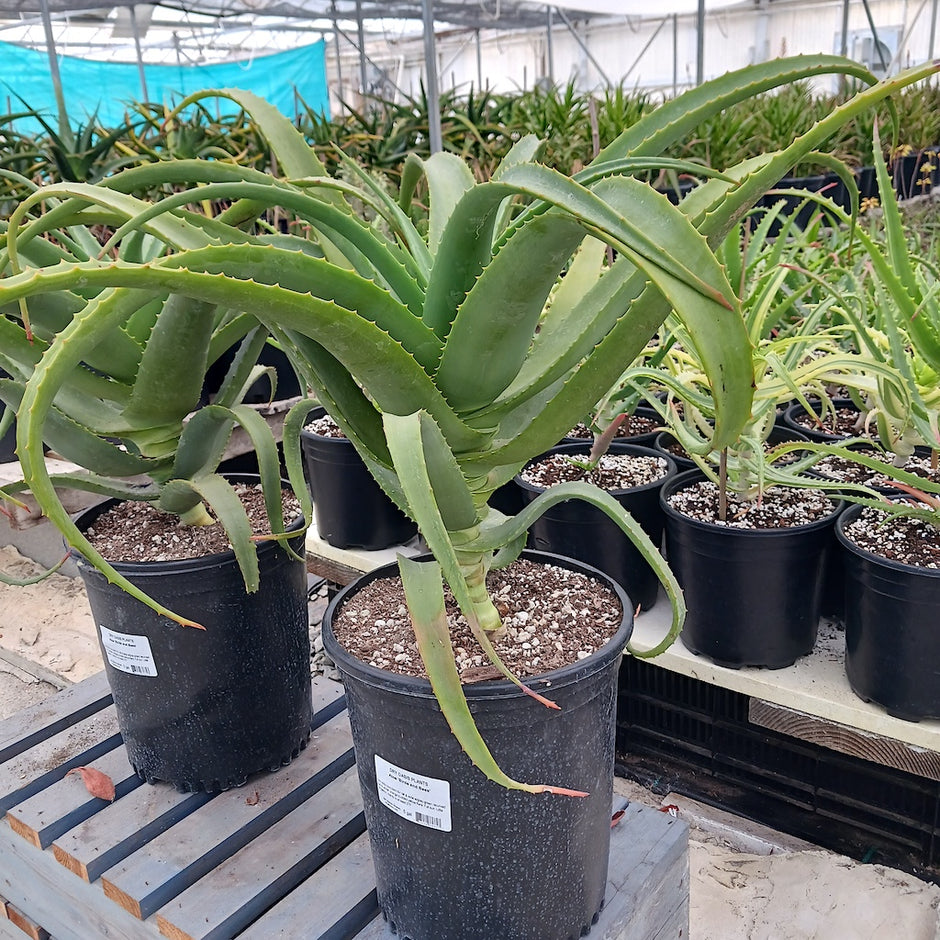 Aloes, Agave, Cacti and more for your garden – dryoasisplants