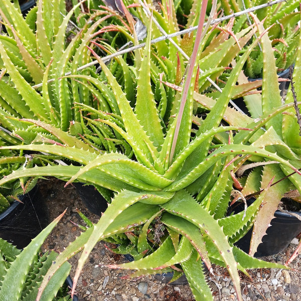 Aloe bussei - 2ga – dryoasisplants