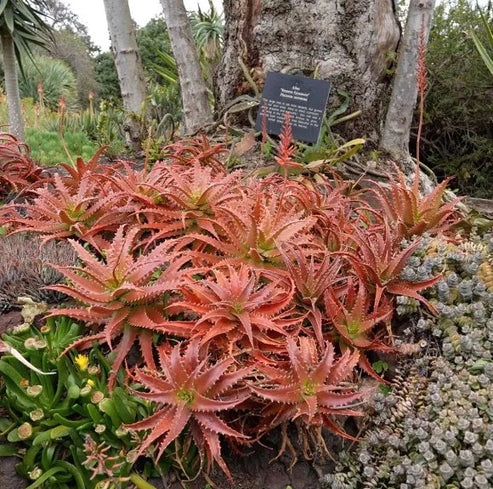 Aloe bussei - 2ga – dryoasisplants