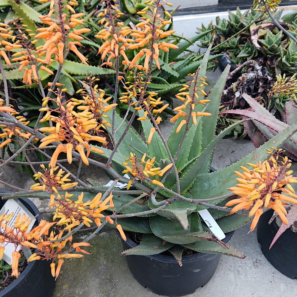 Aloe Chabaudii "Orange Burst" - 7ga – dryoasisplants