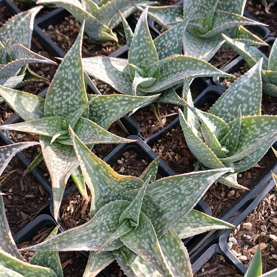 Aloes, Agave, Cacti and more for your garden – dryoasisplants
