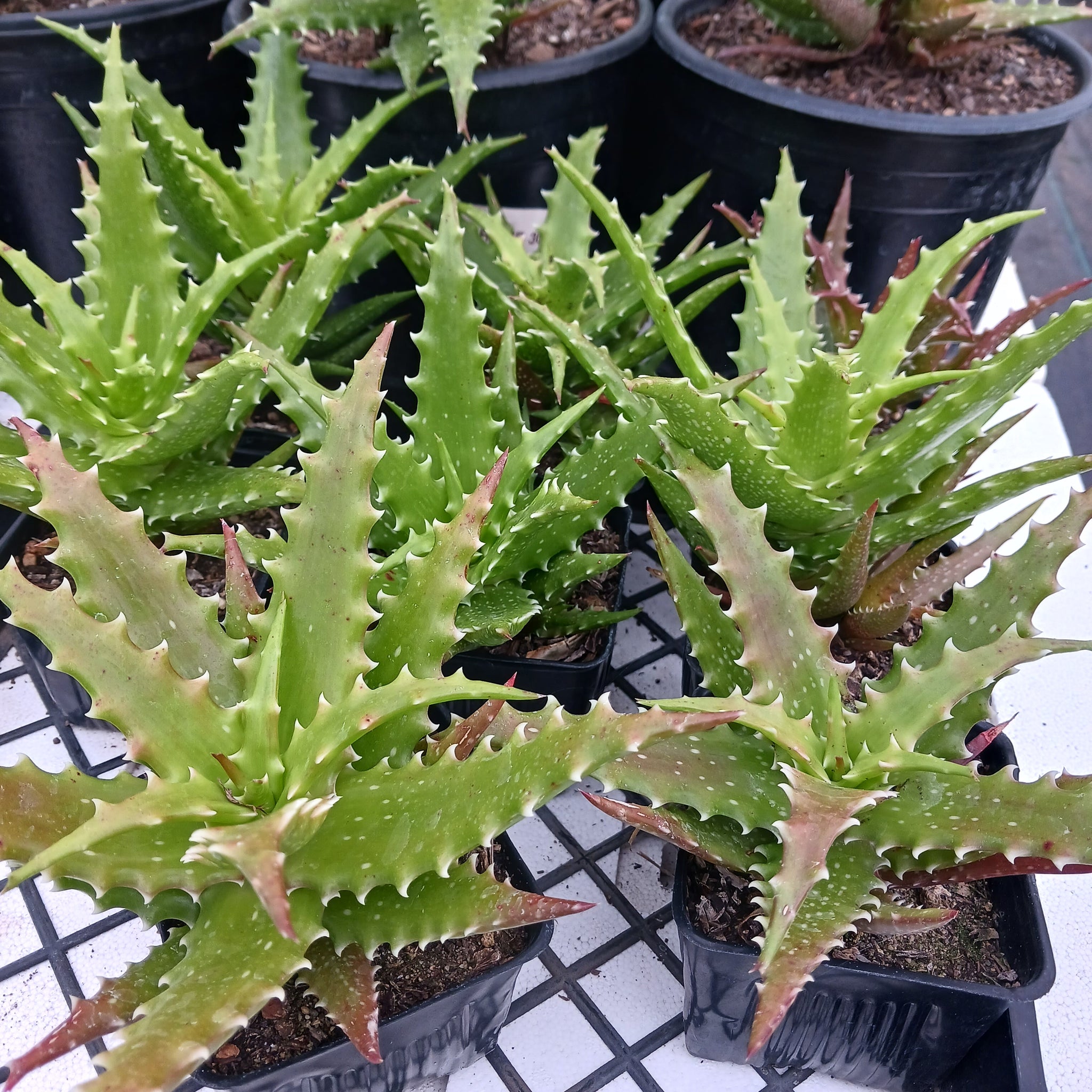 Aloe dorothea "Crimson" - 4in – dryoasisplants