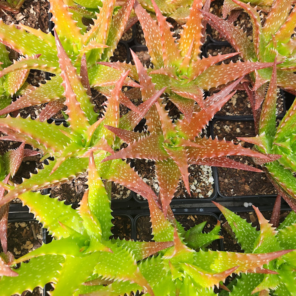 Aloes, Agave, Cacti and more for your garden – dryoasisplants