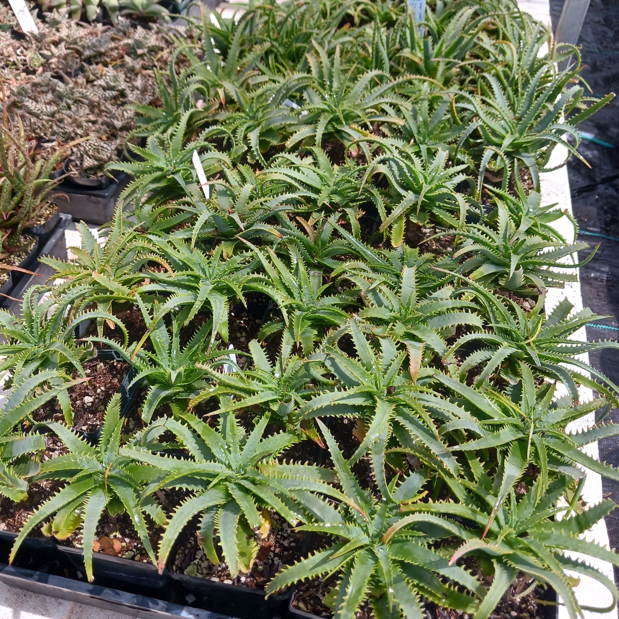 Aloe "Dwarf White" - 4in – dryoasisplants