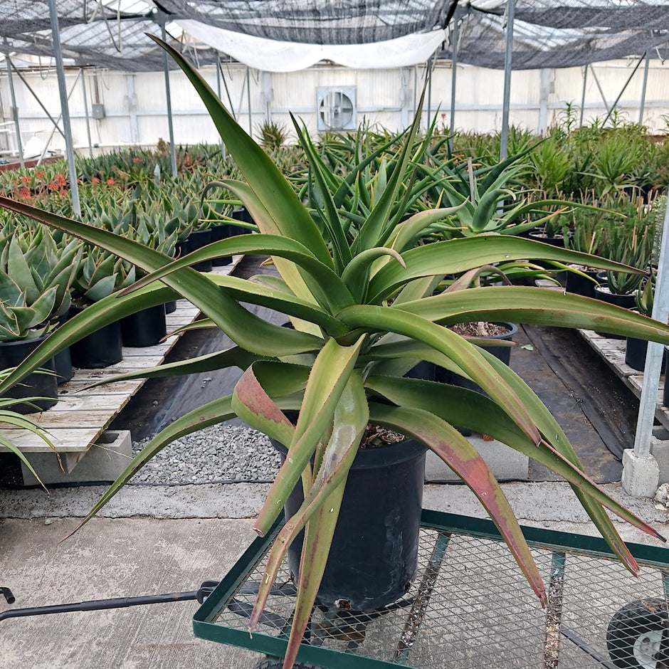 Aloes, Agave, Cacti and more for your garden – dryoasisplants