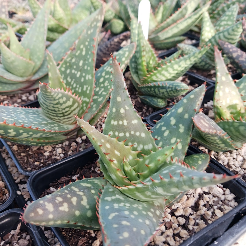 Aloes, Agave, Cacti and more for your garden – dryoasisplants