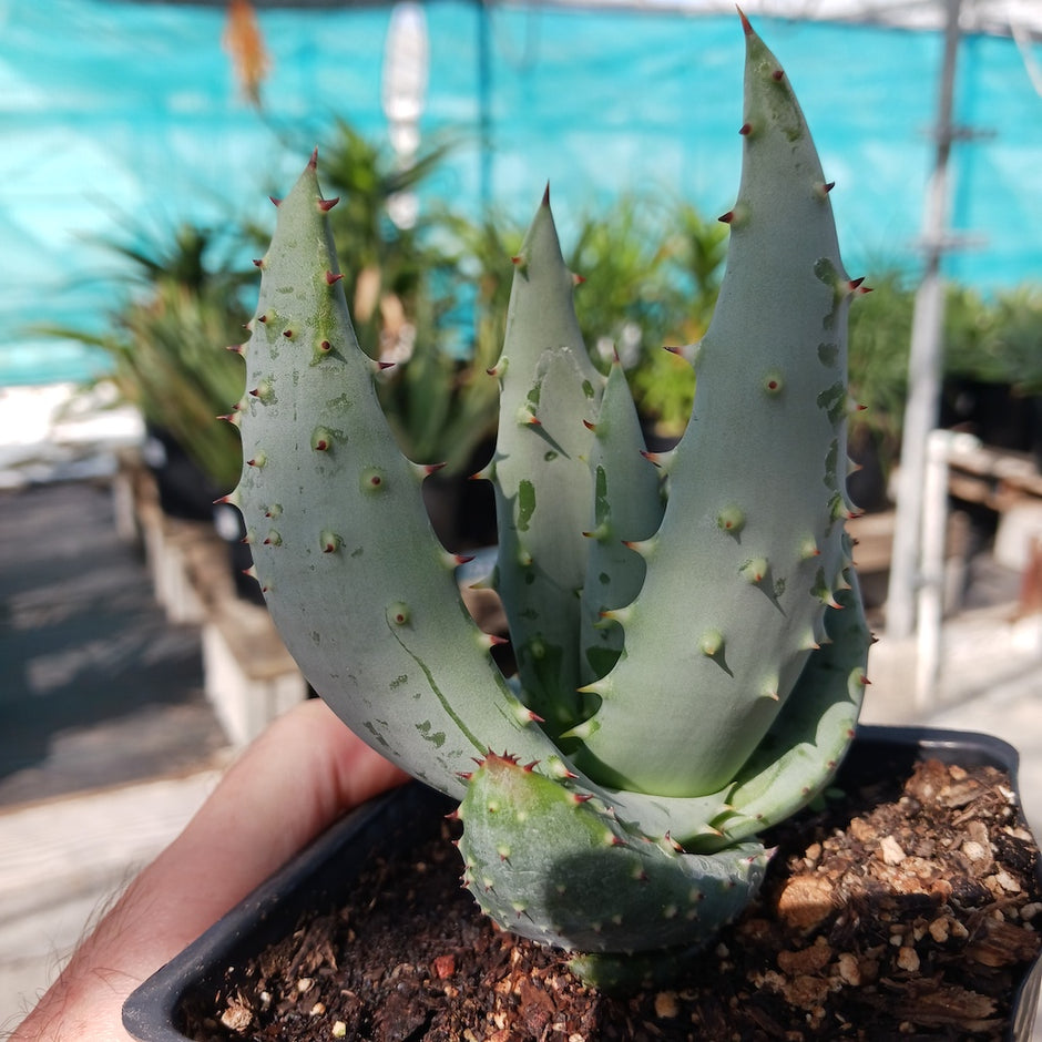 Aloes, Agave, Cacti and more for your garden – dryoasisplants